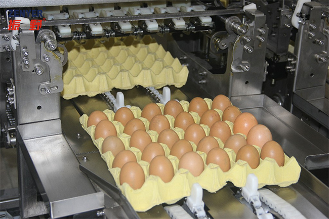 FBD170-8 Egg grader