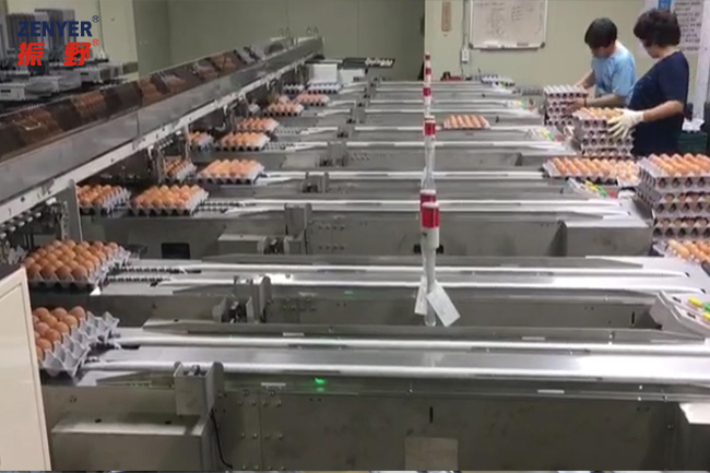 FBD60-8 Egg grader(111)